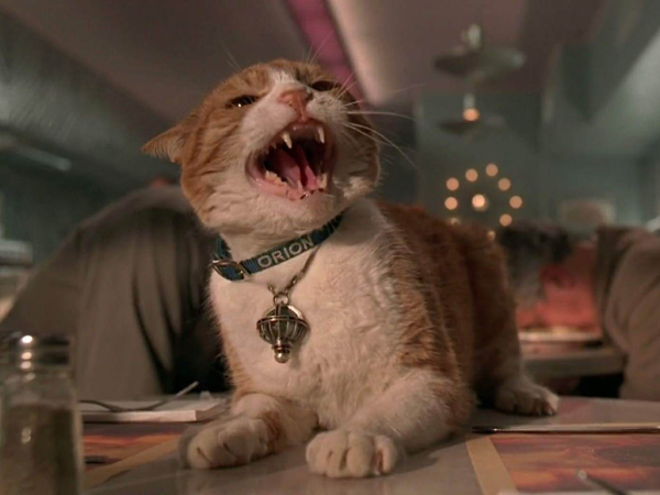 SIFFRAFF Selects: Movie Cats